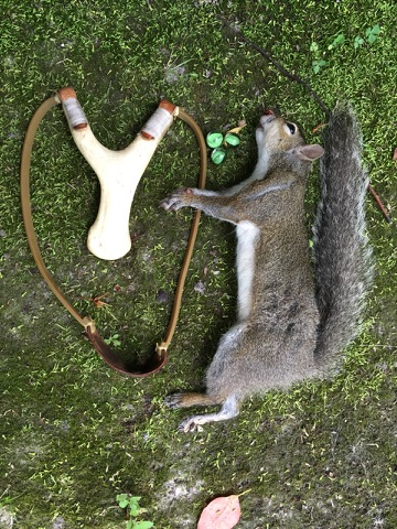 Nico's Resortera Blog: Slingshot Hunting Power!