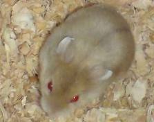 Lebih dekat dengan hamster: Mengenal berbagai jenis hamster