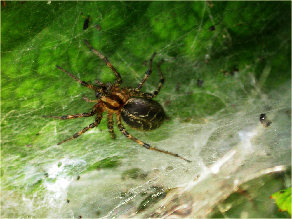 Arachnerds: Labyrinth Spider - Agelena labyrinthica