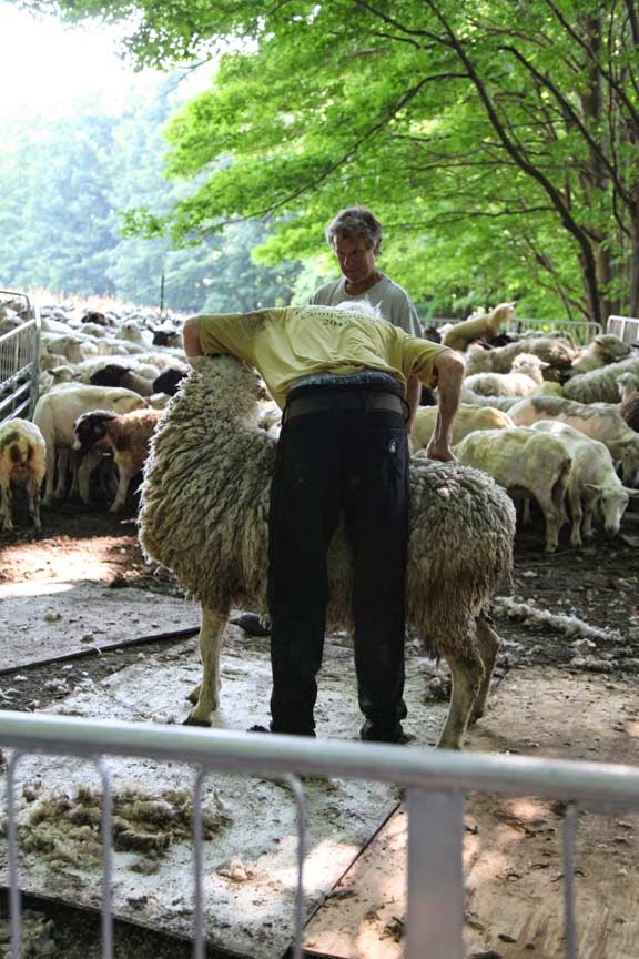 Getting Stitched on the Farm: Shearing Week