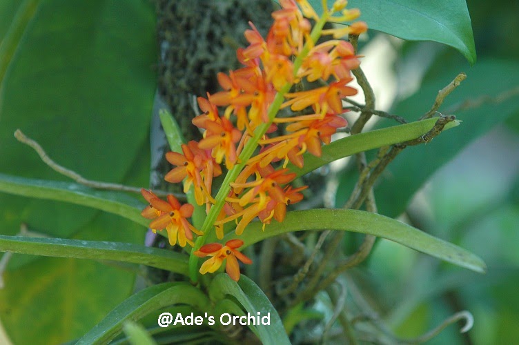 Ade's Orchid: Ascocentrum miniatum aka Vanda miniatum