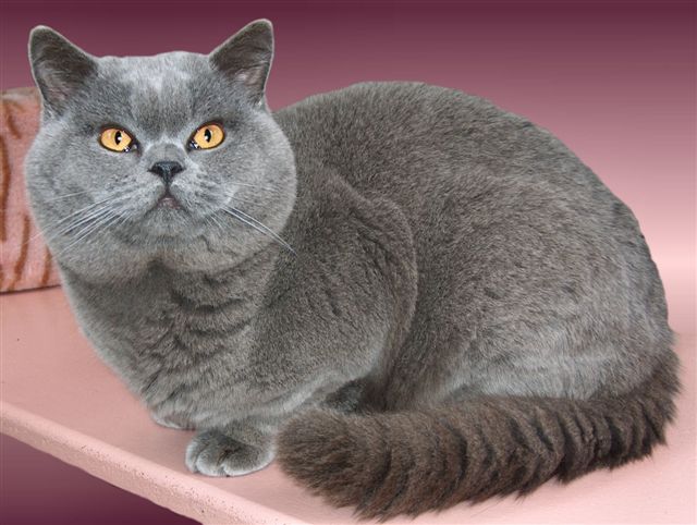 Brazilian Shorthair cat breed
