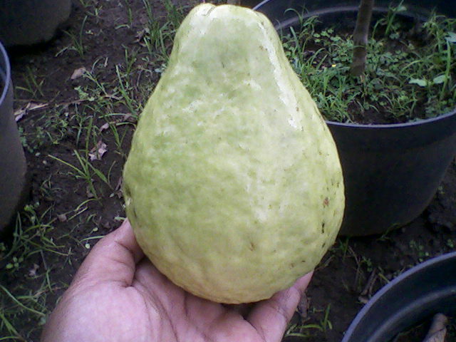 Bibit Buah Bunton Malang: Macam-macam Jambu Biji