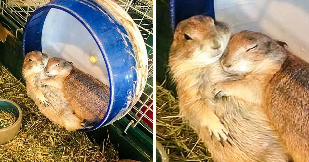 23 Heart-Melting Pictures Of Animals Who Love Each Other Too Much