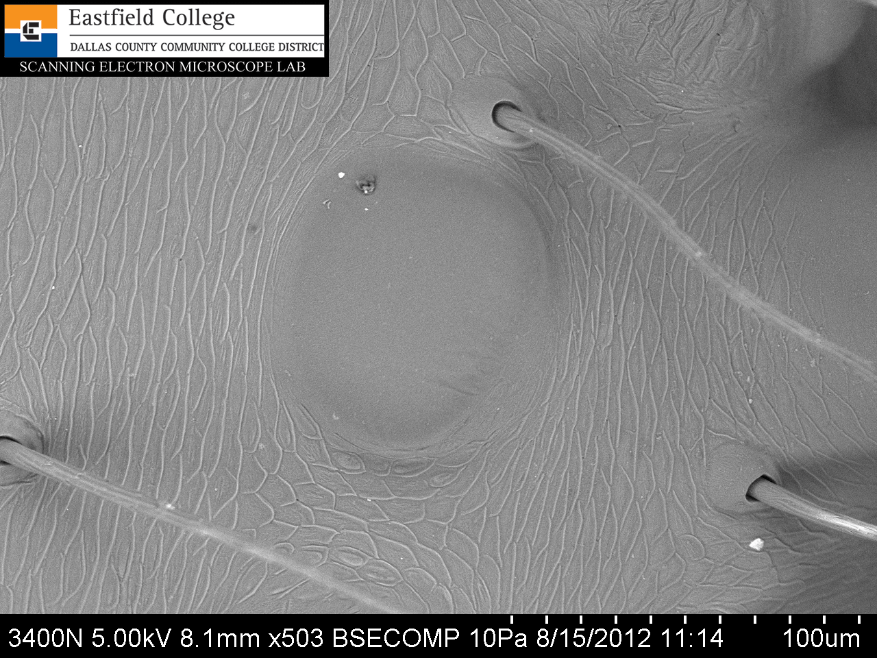 Scanning Electron Microscope Blog: Itsy Bitsy Spider - The Scanning ...