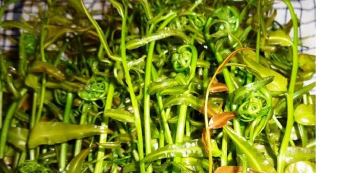 Manfaat Sayuran Jenis Pakis/Kelakai Bagi Kesehatan ~ Welcome To My Blog