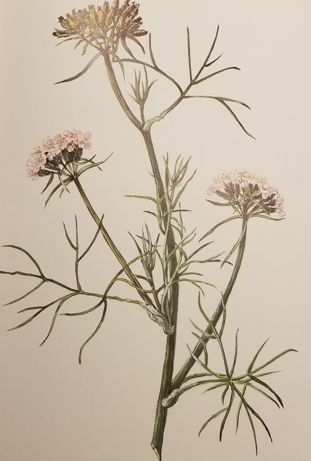 My Spiritual Journey: On the Use of Cumin