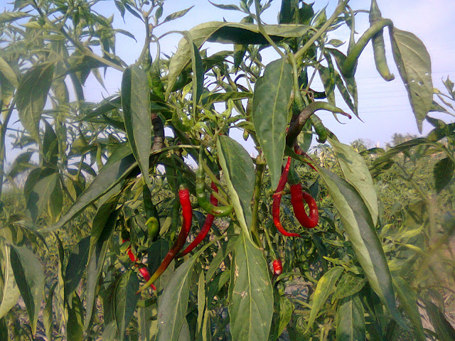 5 Cara Merawat CABE MERAH BESAR Biar Berbuah Lebat - Rumah Petani