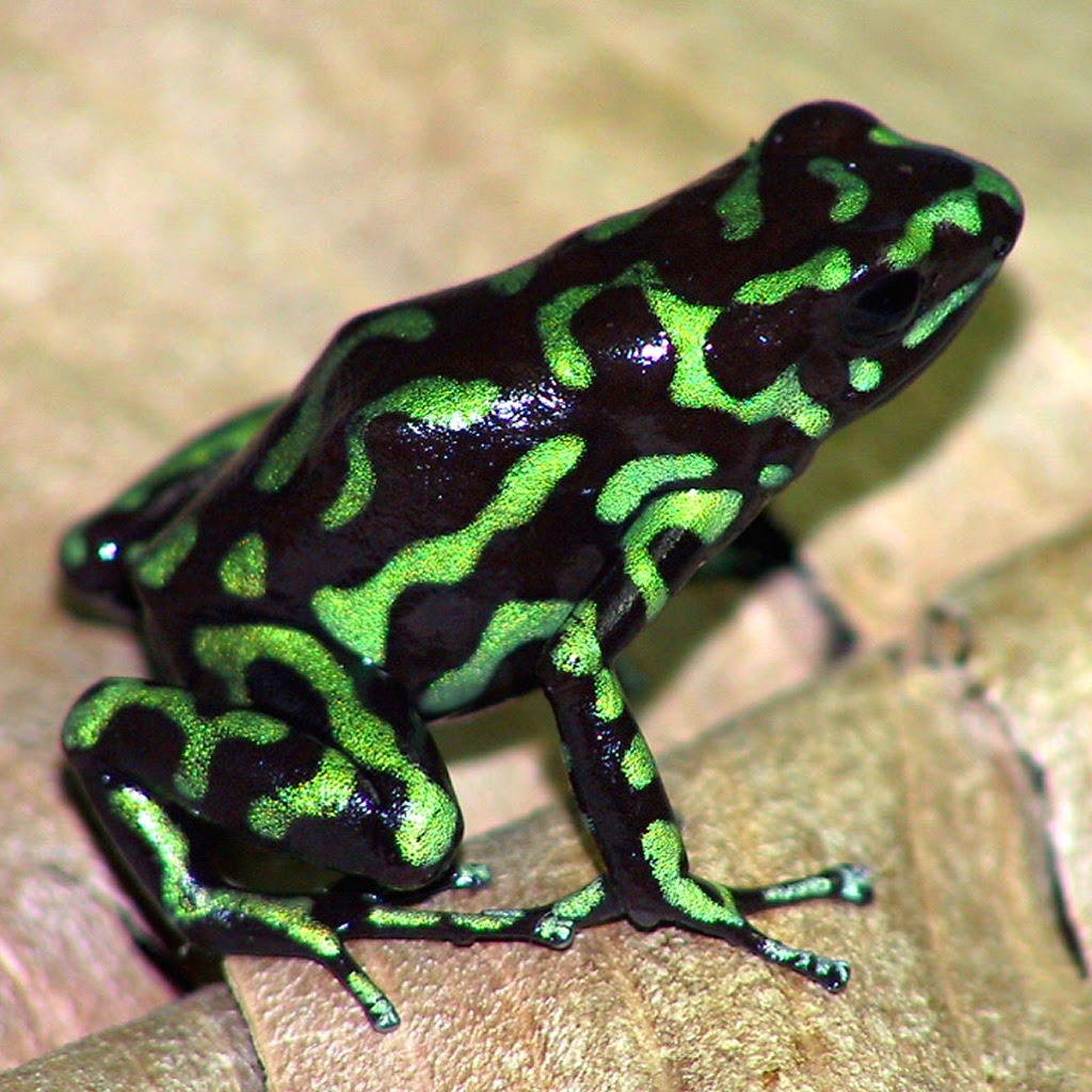 Dendroland: Dendrobates Auratus, sus morphos y variedades de color.