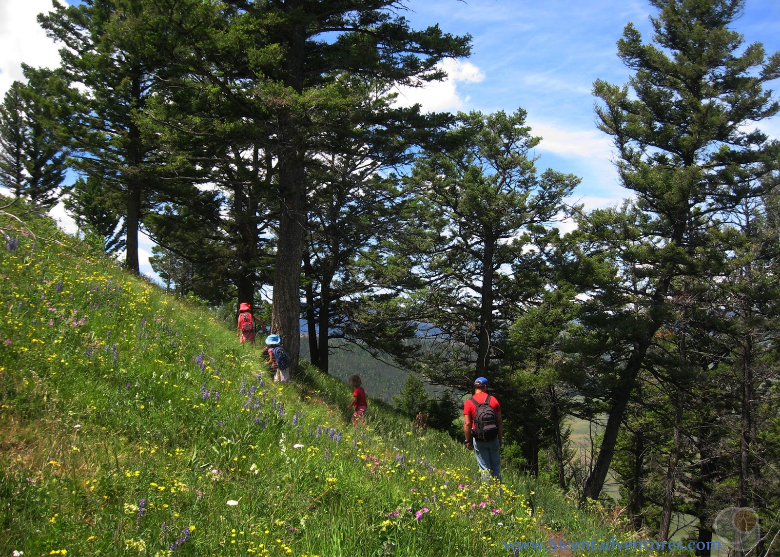 51 Cent Adventures: Petrified Trees in Yellowstone National Park
