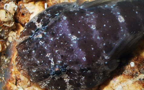 aquarium adventures: We are Not Plecos! Breeding Stippled Clingfish in ...