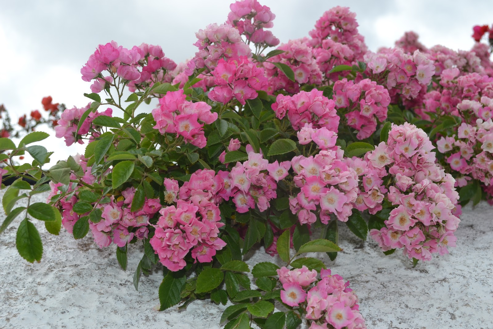 Heart of Gold: Greece Through it's Flowers