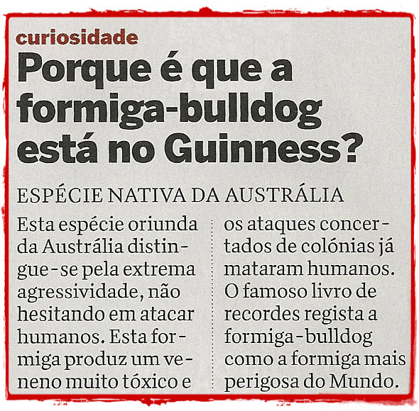 Pormenores Quotidianos: Formiga-bulldog