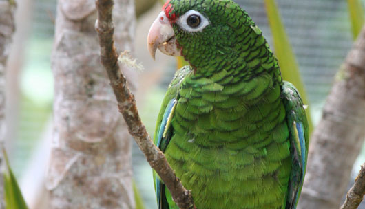 La Fauna de Puerto Rico