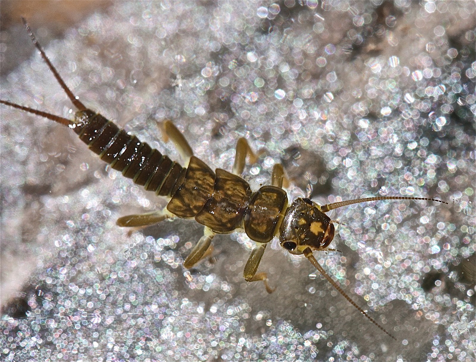 Aquatic Insects of Central Virginia: EPT Species List for Central ...