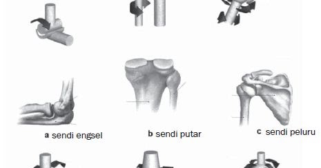 Macam-macam Sendi dan Bentuk-bentuknya pada Sistem Persendian Manusia ...