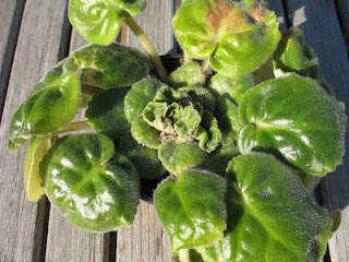 Wiese Acres: Growing African Violets, part 6 – Pests and Diseases