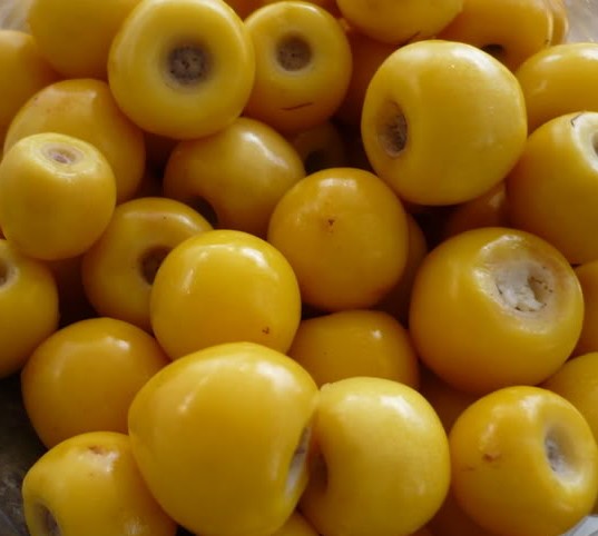 Gastronomía a Libreta Abierta, [=I=]: Nanche