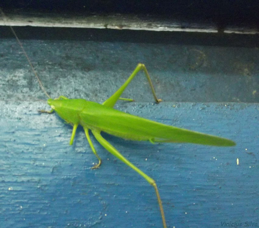 Insetologia - Identificação de insetos: Esperança no Pará