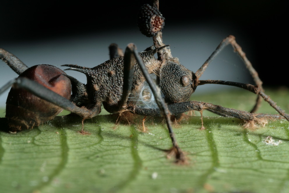 Fascinating Facts: Zombie Ant