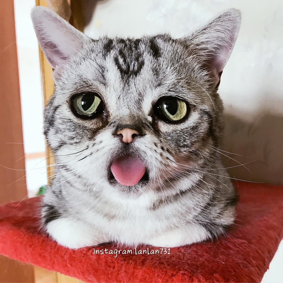 Luhu, The Saddest Cat In The World