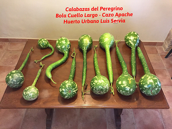 Huerto Urbano Luis Servia Borgas: CALABAZAS DEL PEREGRINO BOLA CON ...