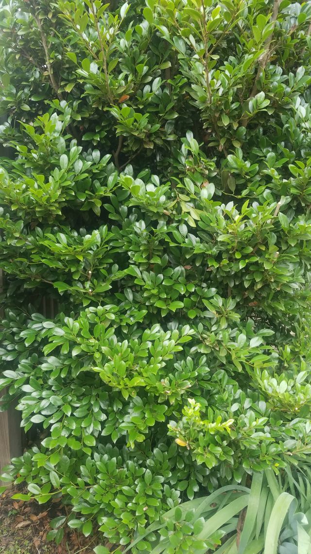 Future Plants by Randy Stewart: Isu Tree