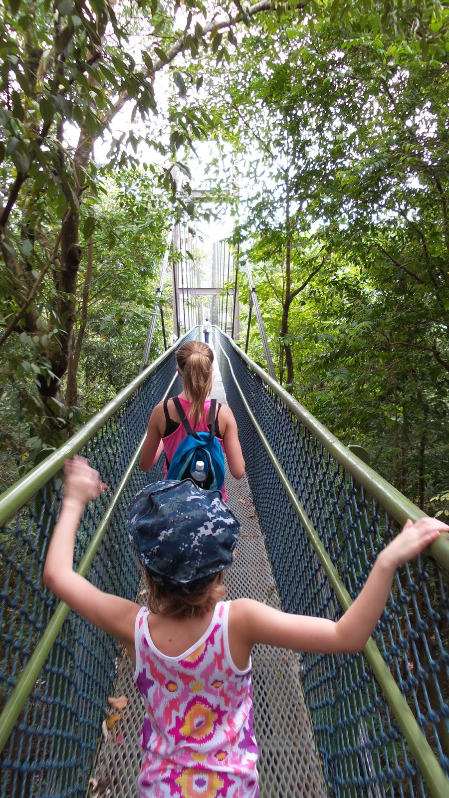 Calderwoods in Singapore: Tree Top Canopy