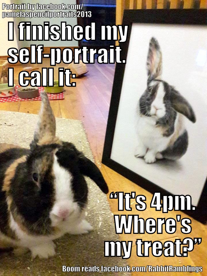 Rabbit Ramblings: Funny Bunny Monday Meme*day