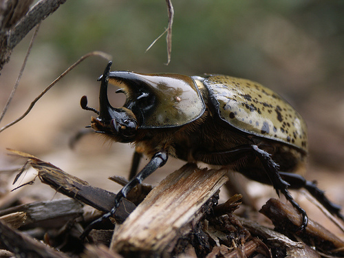 Hercules Beetles | The Wildlife