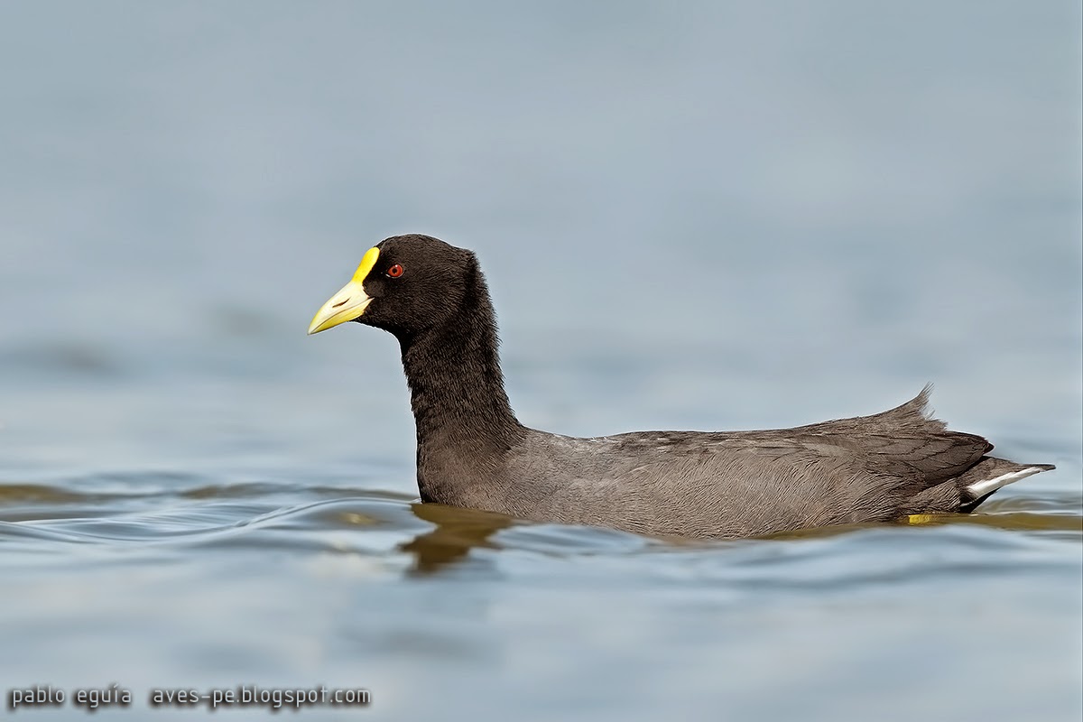 mis fotos de aves: Fulica leucoptera Gallareta Chica White-winged Coot
