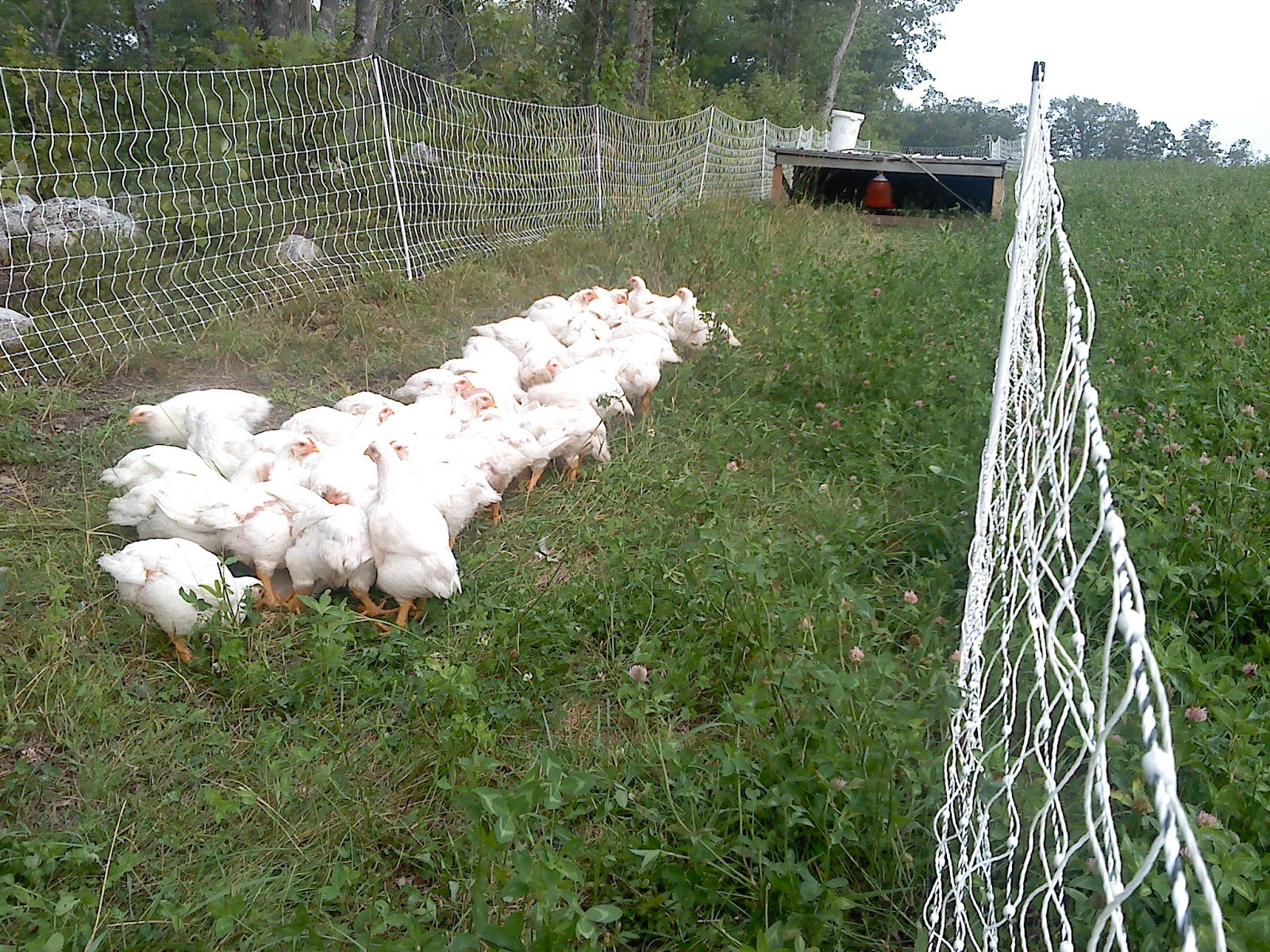 Foster Farm: How we Raise Chickens on Foster Farm