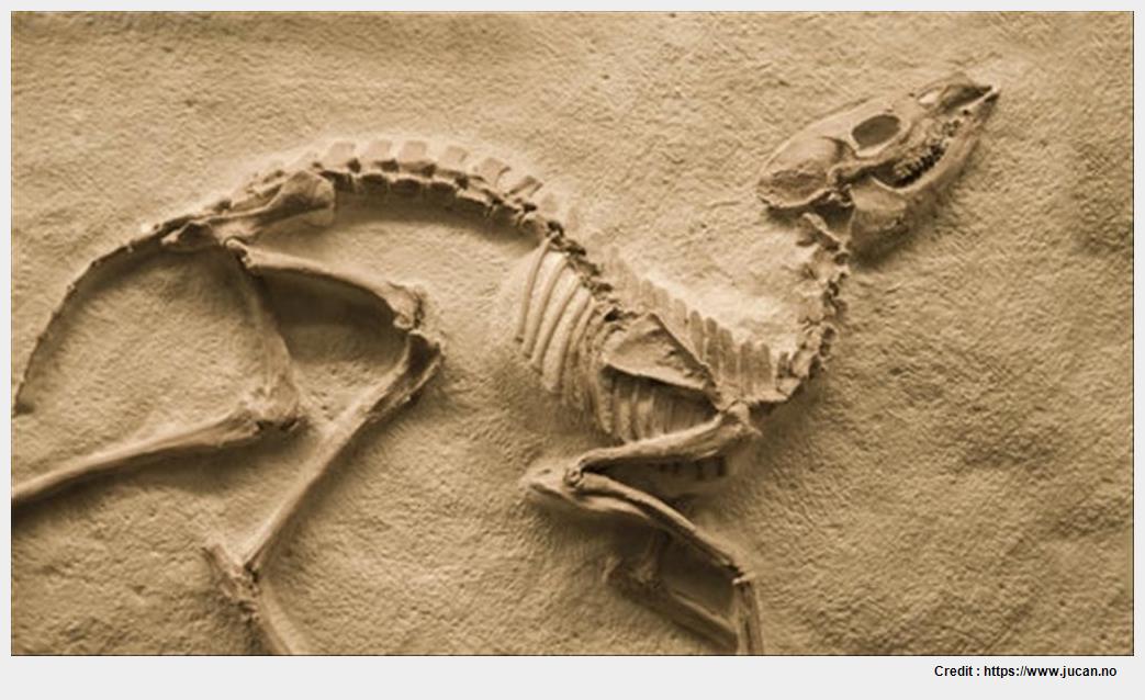 Info Dapat Dipercaya: Panduan Cepat Memahami Berbagai Jenis Arkeologi