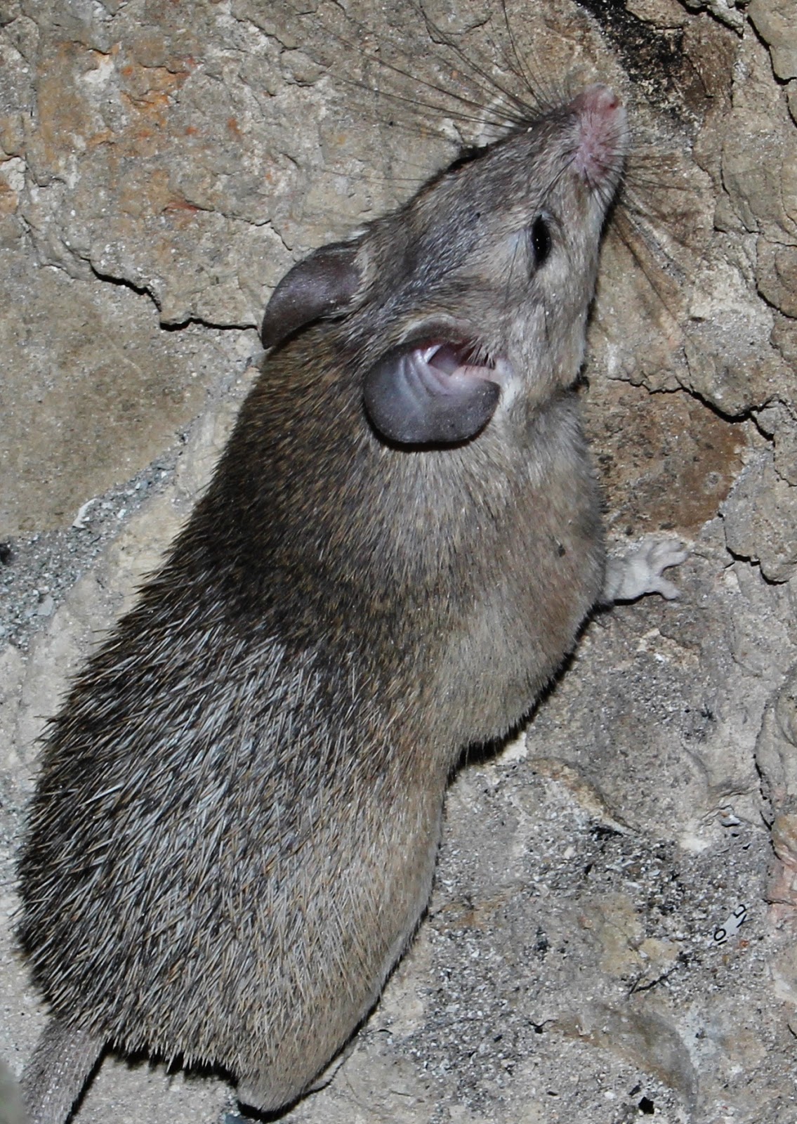 Biodiversity of Cyprus by NGO Protection of the Natural Heritage and ...