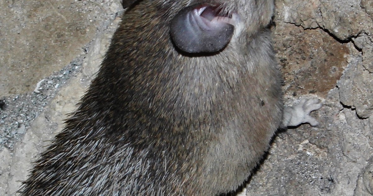 Biodiversity of Cyprus by NGO Protection of the Natural Heritage and ...