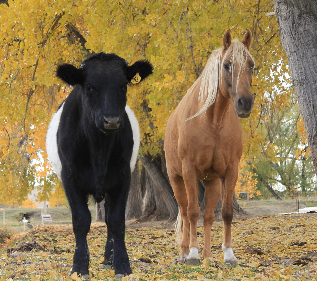 Grace Valley Farms: BueLingo Cattle