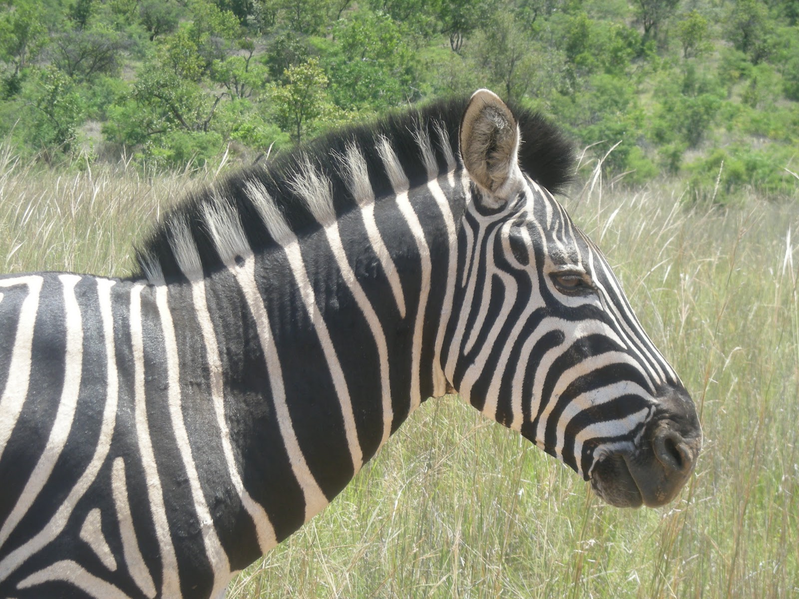 TravelComments.com Official Blog: Did you know... that no two zebras ...