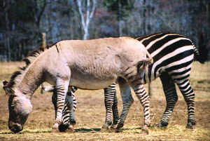 Zonkey