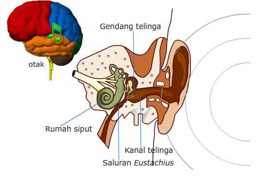 Intan Nirmala Blog's: ALAT INDRA PADA MANUSIA