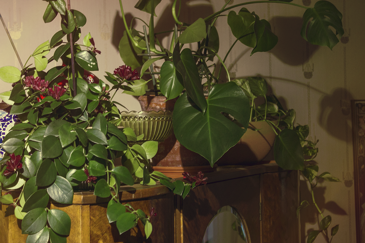 The Freelancer's Fashionblog: GROWING THE JUNGLE POT BY POT AND LEAF BY ...