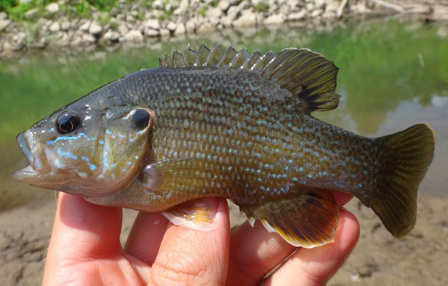 Ben Cantrell's fish species blog: Sunfish of Sandy Creek, IL