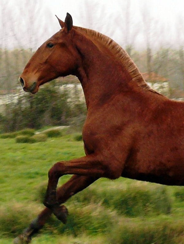 EL PURA RAZA ESPAÑOLA: MORFOLOGÍA DEL CABALLO ESPAÑOL: LA CABEZA