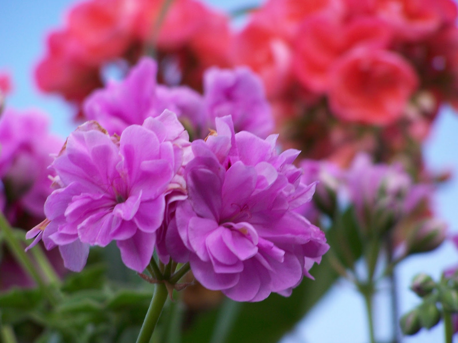 las plantitas de ivirivi: Geranio