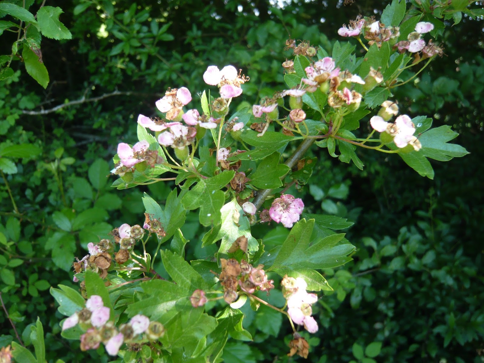 JARDINS DE SANTÉ: AUBEPINE