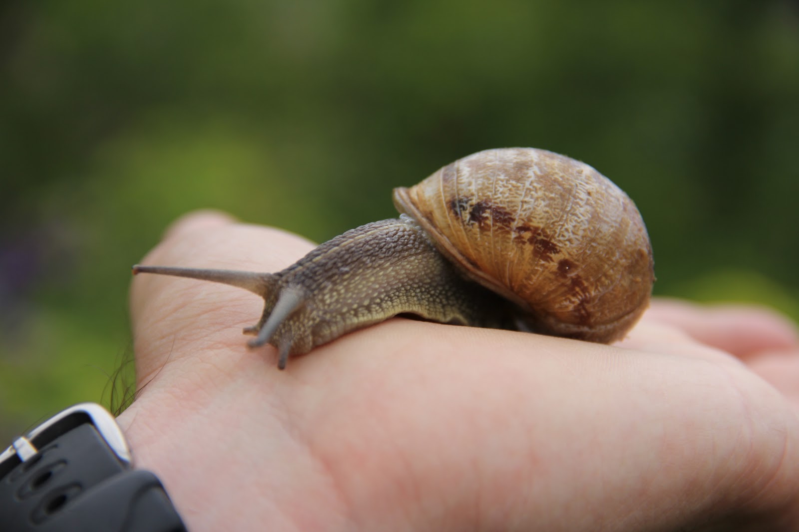 Tu mejor fotografía digital: Fotos de animales