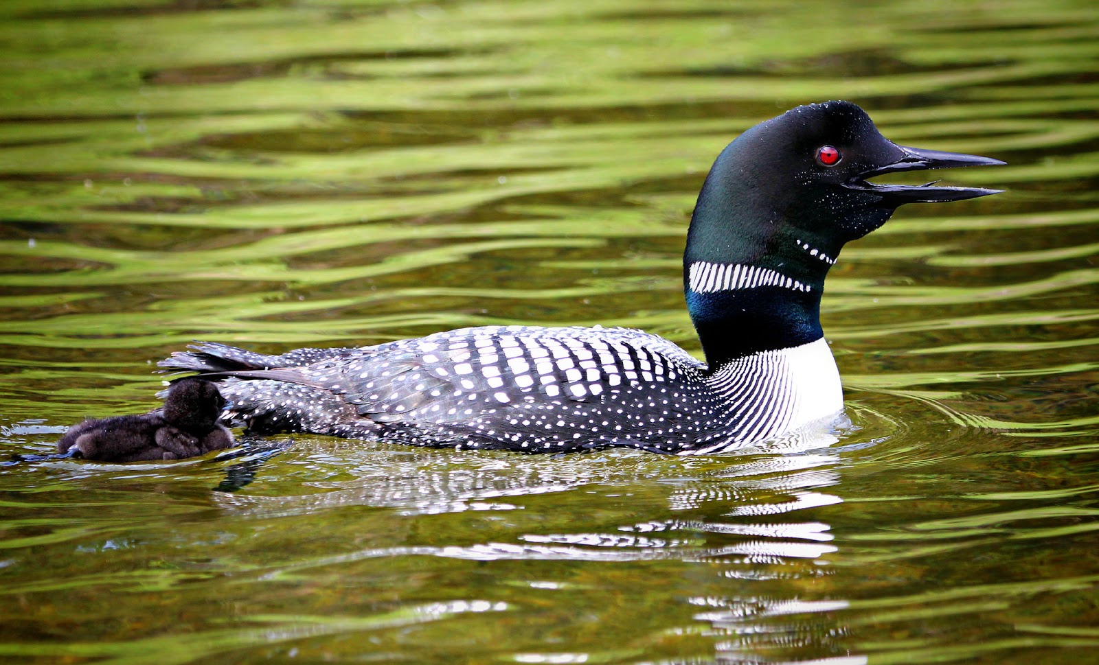 Common Loon chicks!