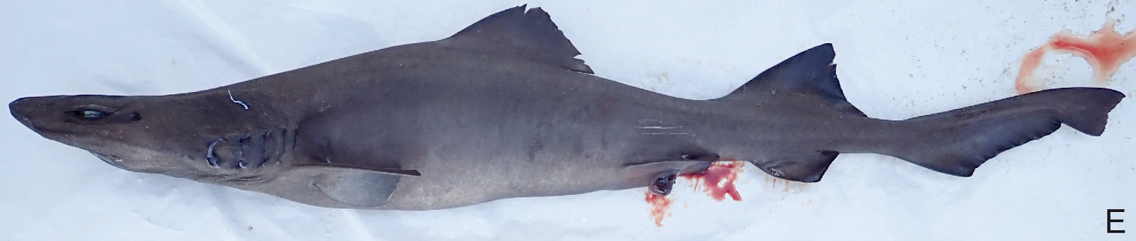 Sciency Thoughts: Identifying Sharks and Rays from the waters around ...