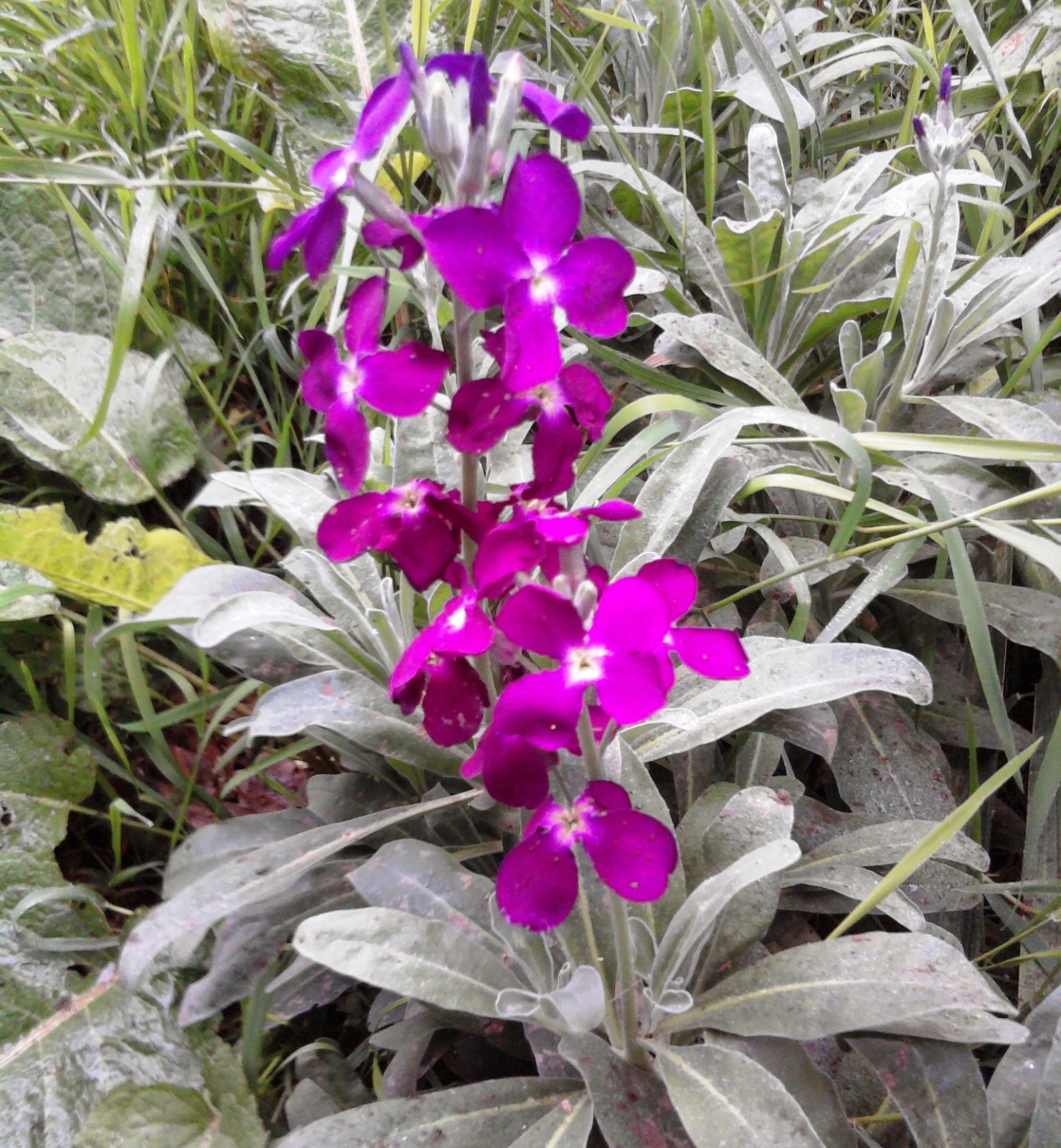 Tienda de plantas: Alhelies morados [semillas]