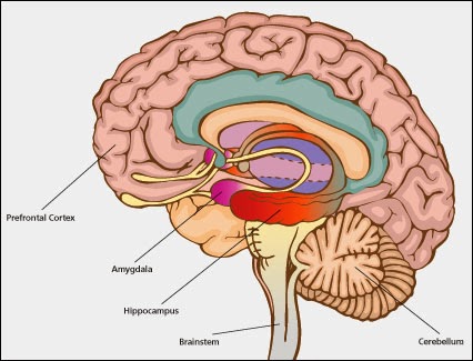 AQA Psychology Revision: Neuropsychological Evidence for Differences ...