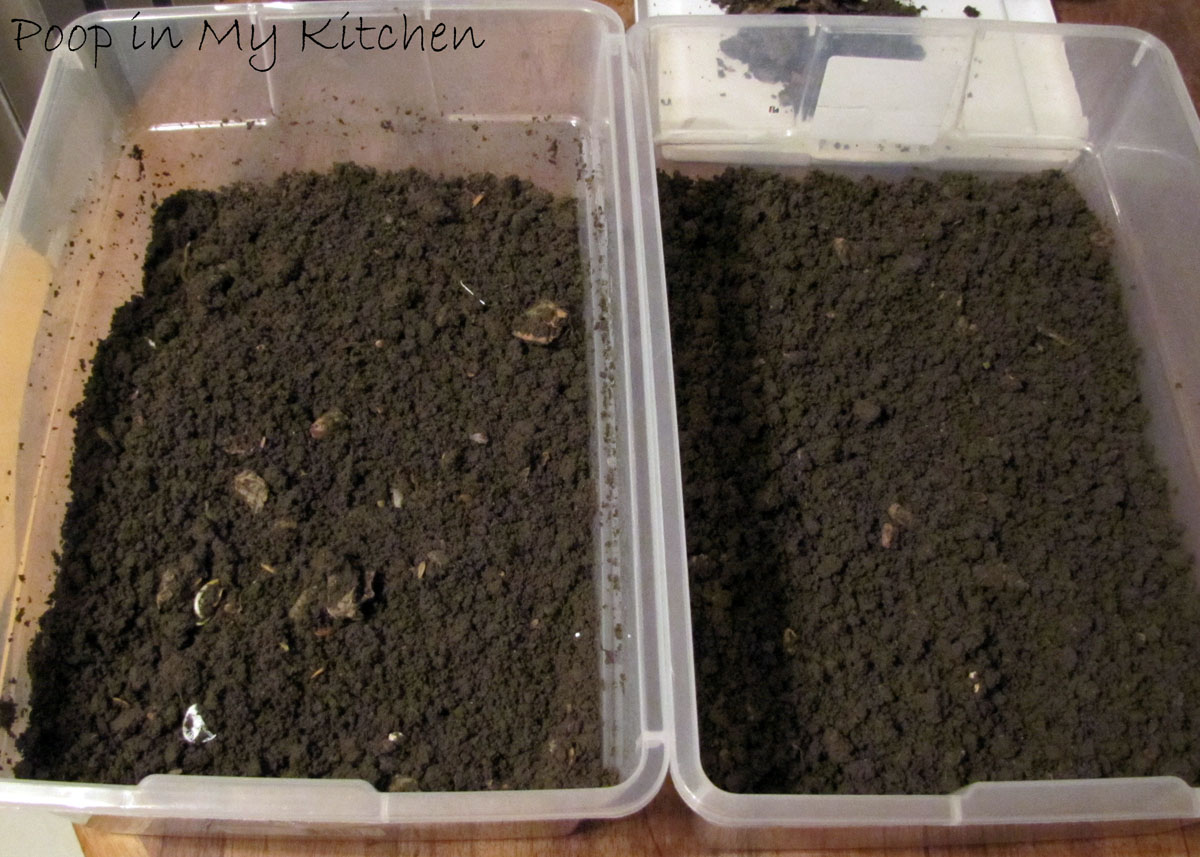 Poop in My Kitchen: Cang and Kimberly's Poop; Chuck's Poop with Worms